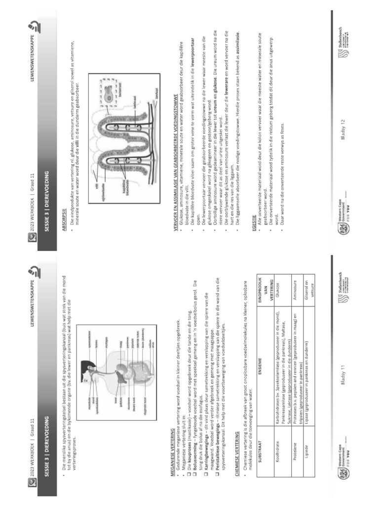 Spysverteringstelsel Opsomming en Vrae | PDF