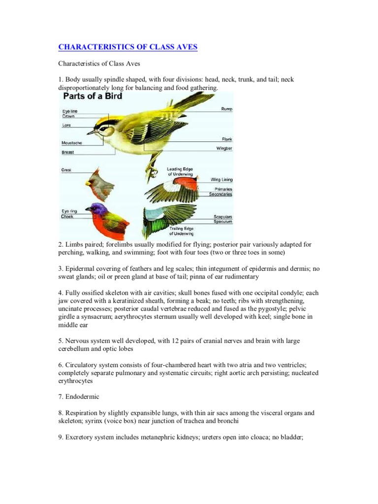 Characteristics of Class Aves | PDF | Feather | Birds