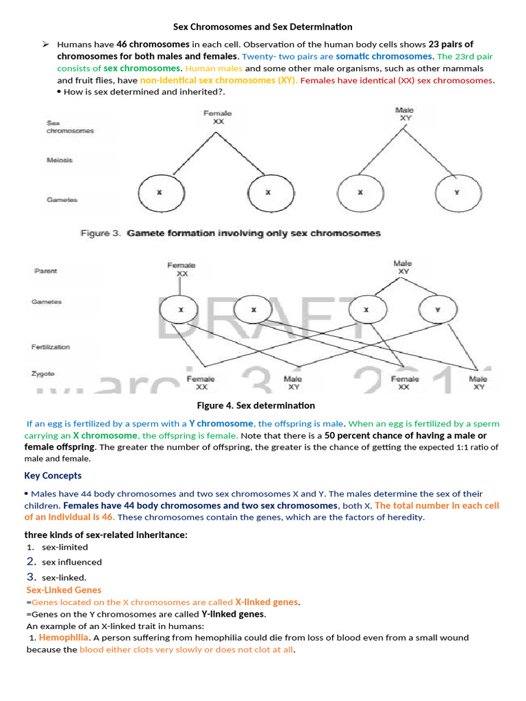 Sex Chromosomes and Sex Determination | PDF