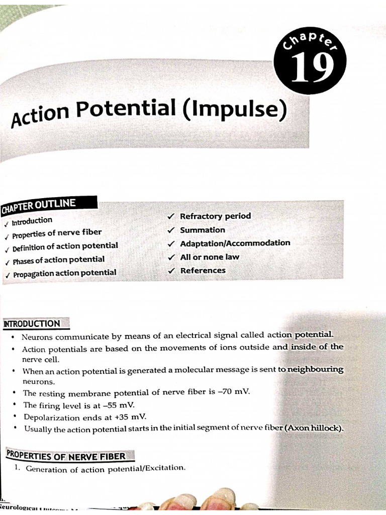 Action Potential | PDF