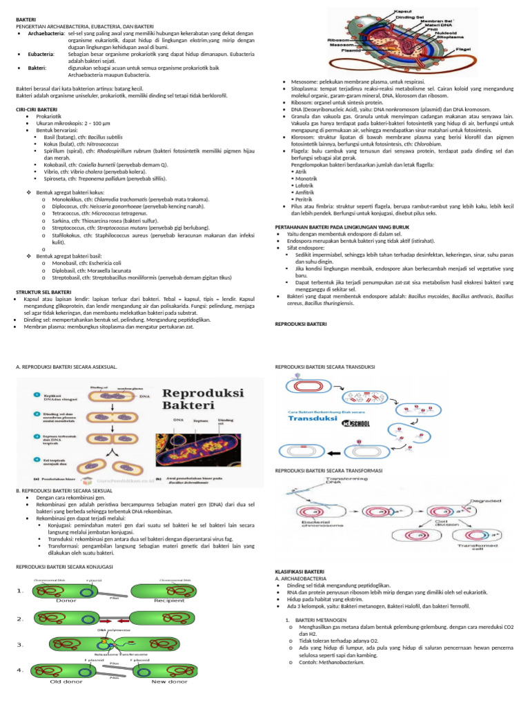 BAKTERI | PDF