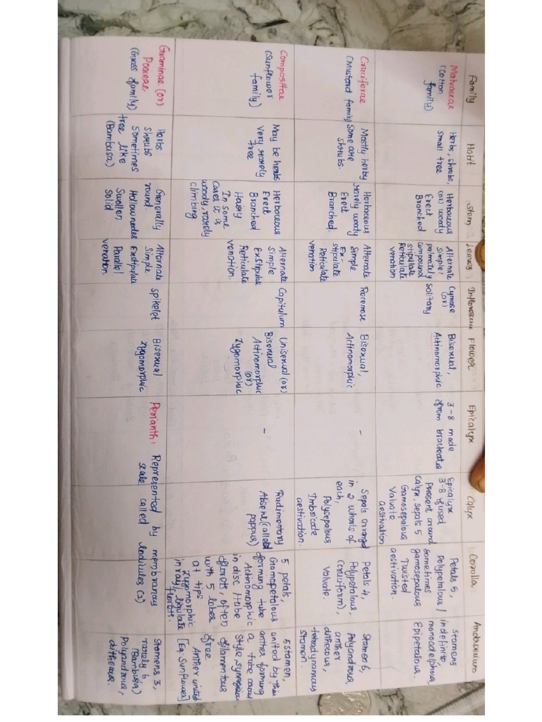 Morphology Family Notes | PDF