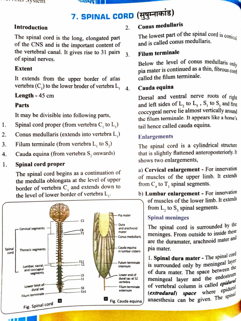 Spinal Cord | PDF