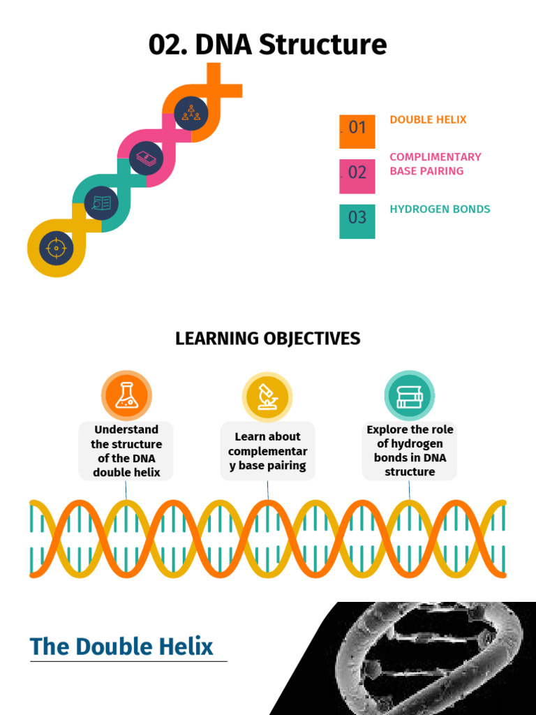 02_DNA Structure | PDF