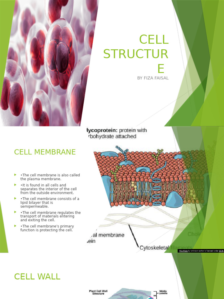 Cell Structur E: by Fiza Faisal | PDF