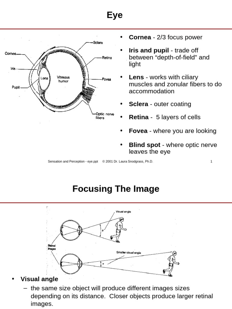 Cornea Iris and Pupil: Sensation and Perception - Eye - PPT © 2001 Dr. Laura Snodgrass, Ph.D. 1 ...