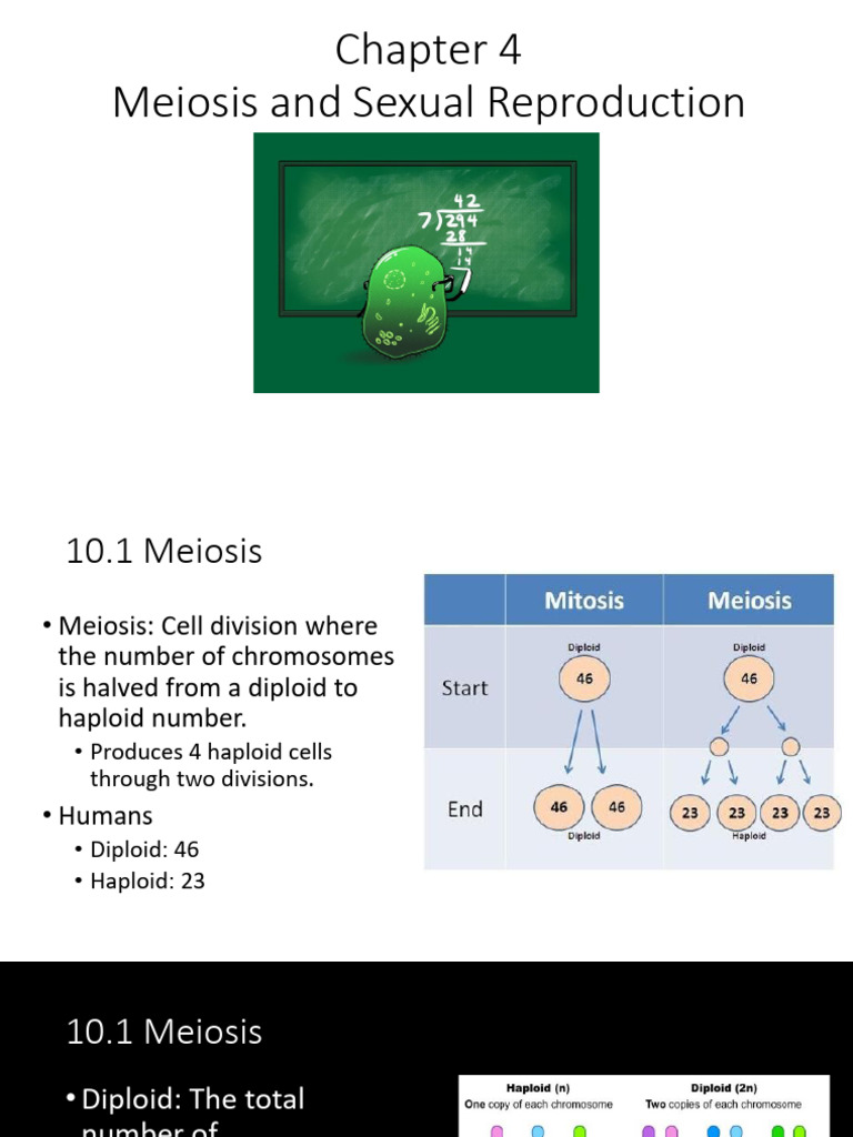 Chapter2B Meiosis and Genetic Disorders | PDF