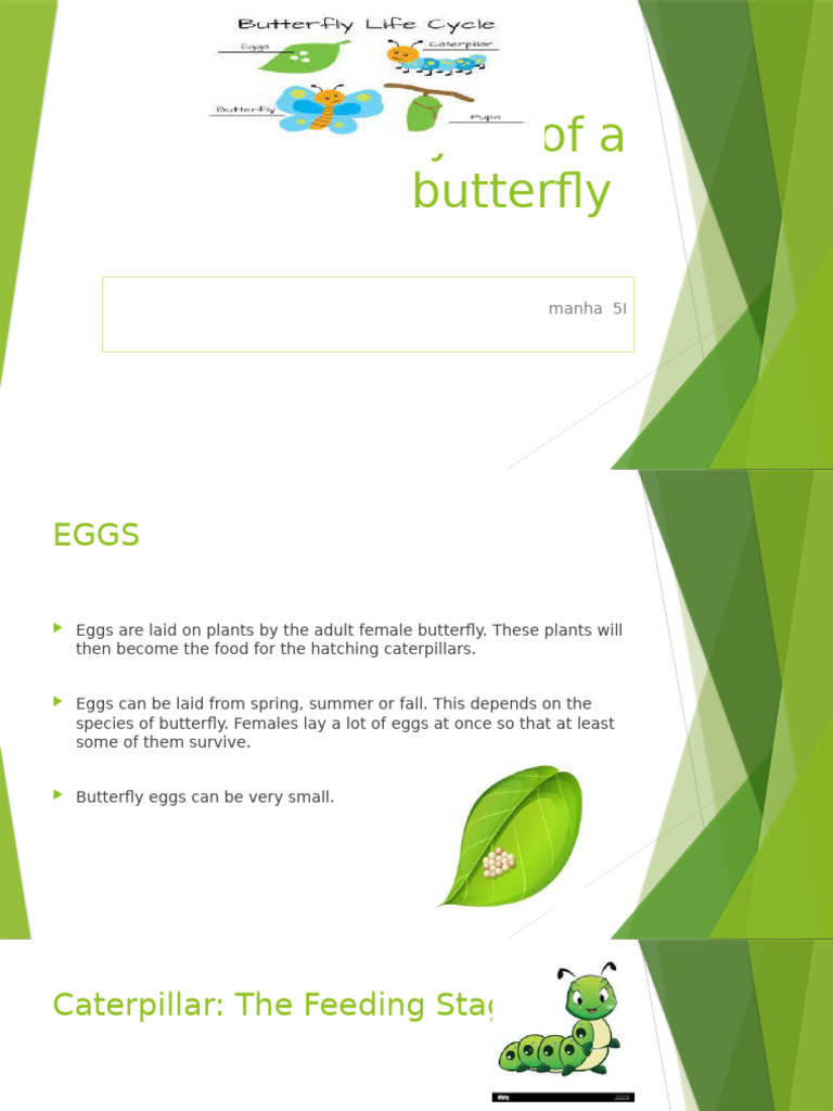 Life Cycle of A Butterfly | PDF
