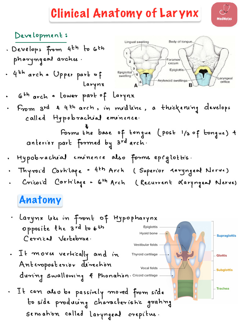 Clinical Anatomy of Larynx | PDF