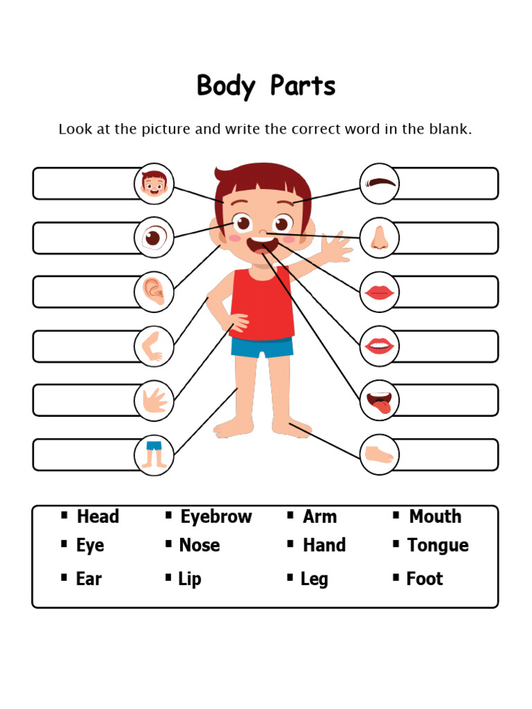 Body Parts 3 | PDF