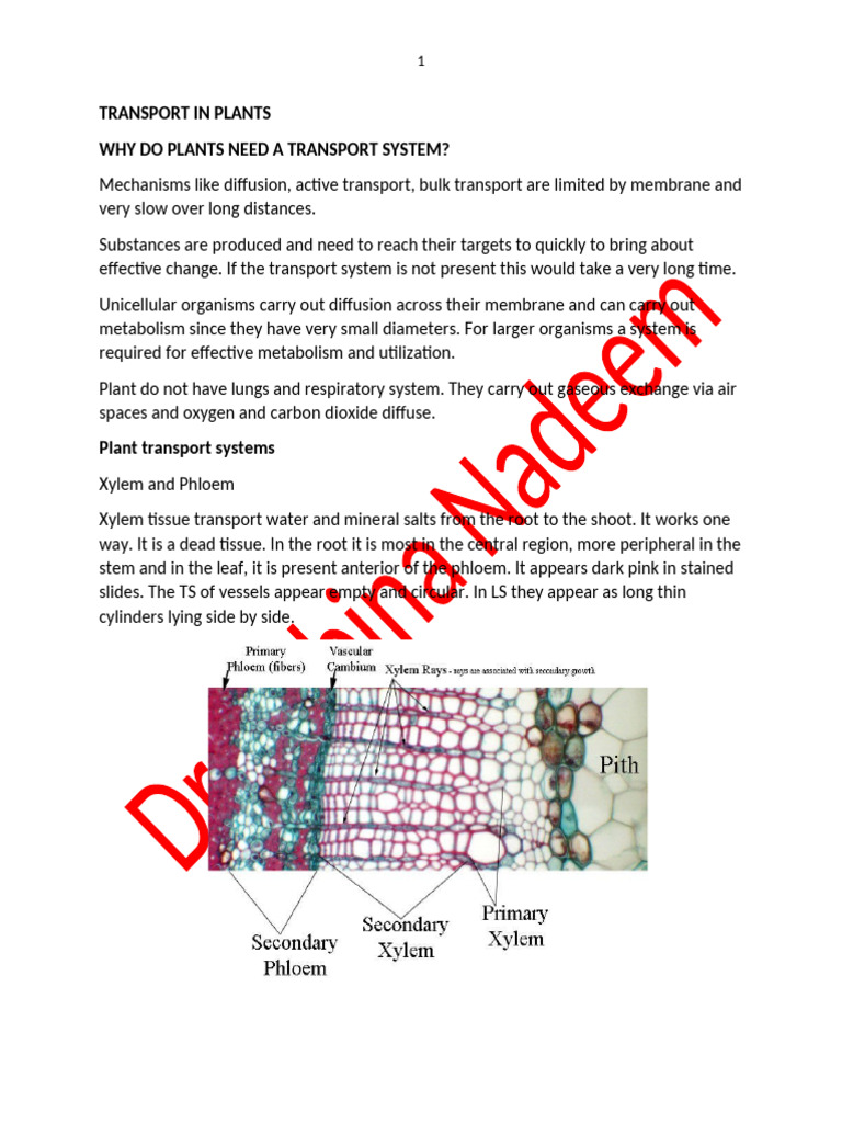 Notes Chapter 7 Transport in Plants | PDF