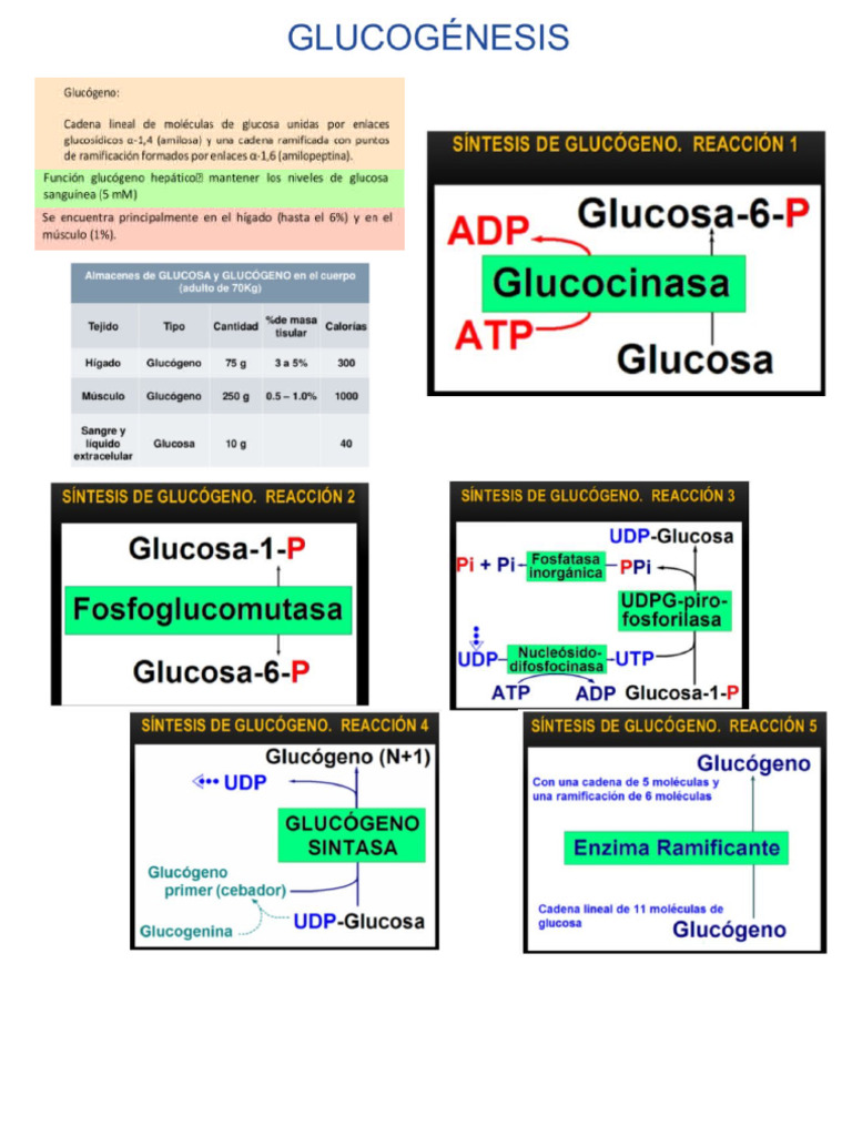 Glucogenesis y Lisis | PDF