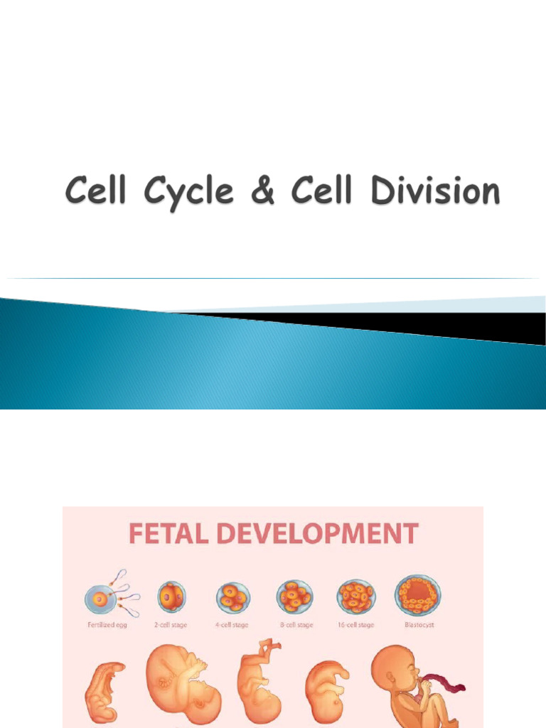 Cell Cyclecell Division | PDF
