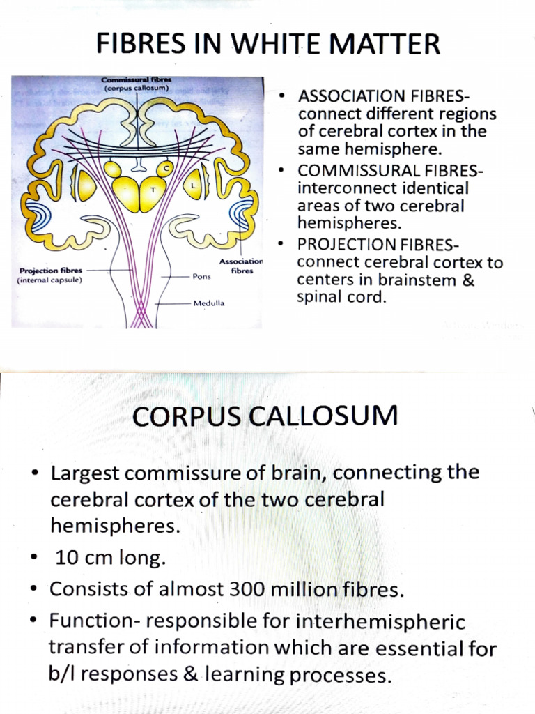 White Matter, Corpus Callosum | PDF