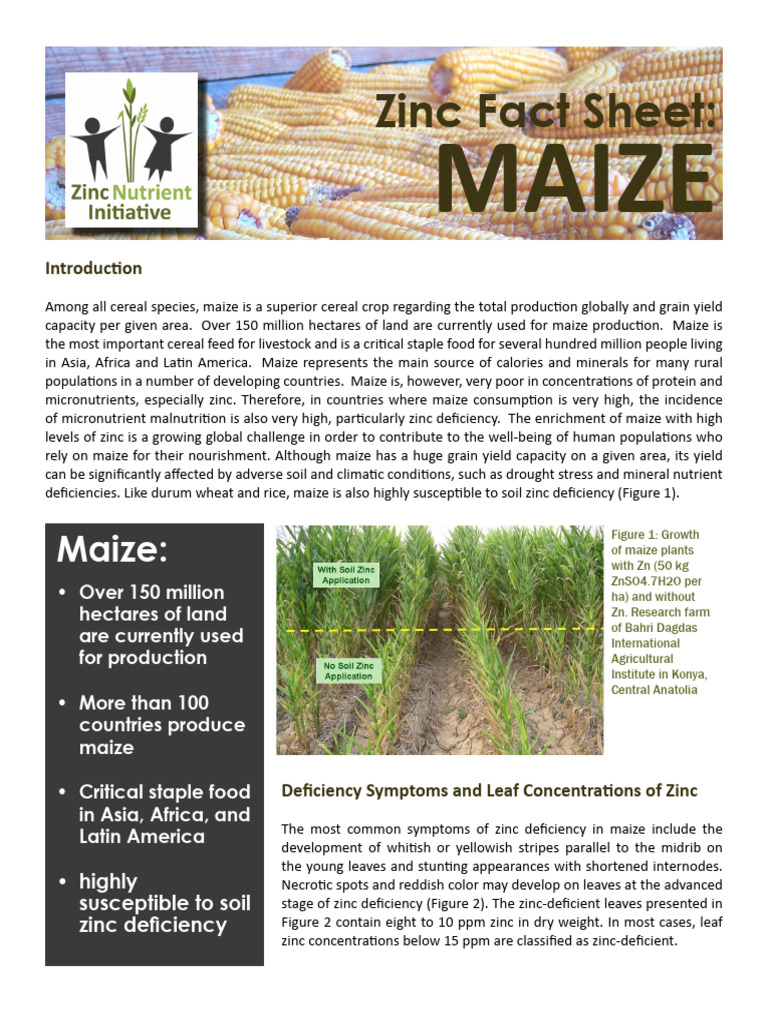 Zinc Deficiency in Maize Production | PDF | Fertilizer | Zinc