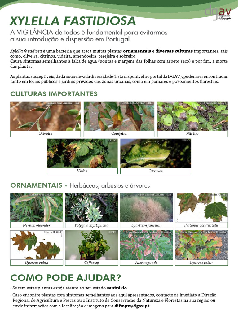 Xylela Fastidiosa | PDF