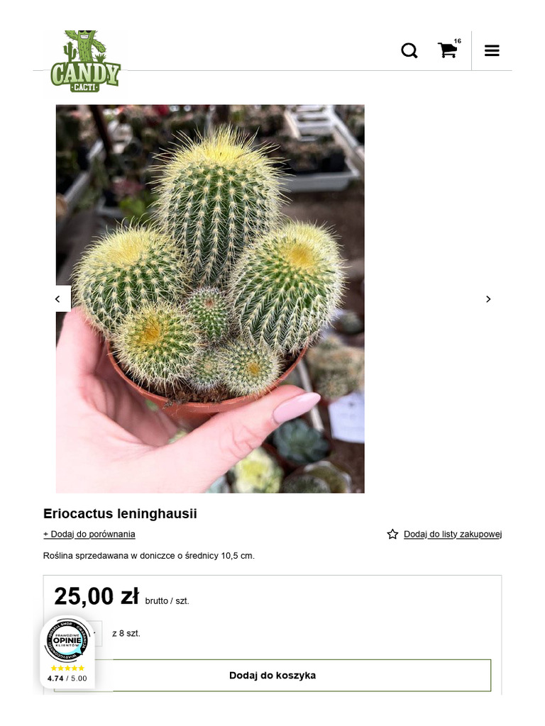Eriocactus Leninghausii | PDF