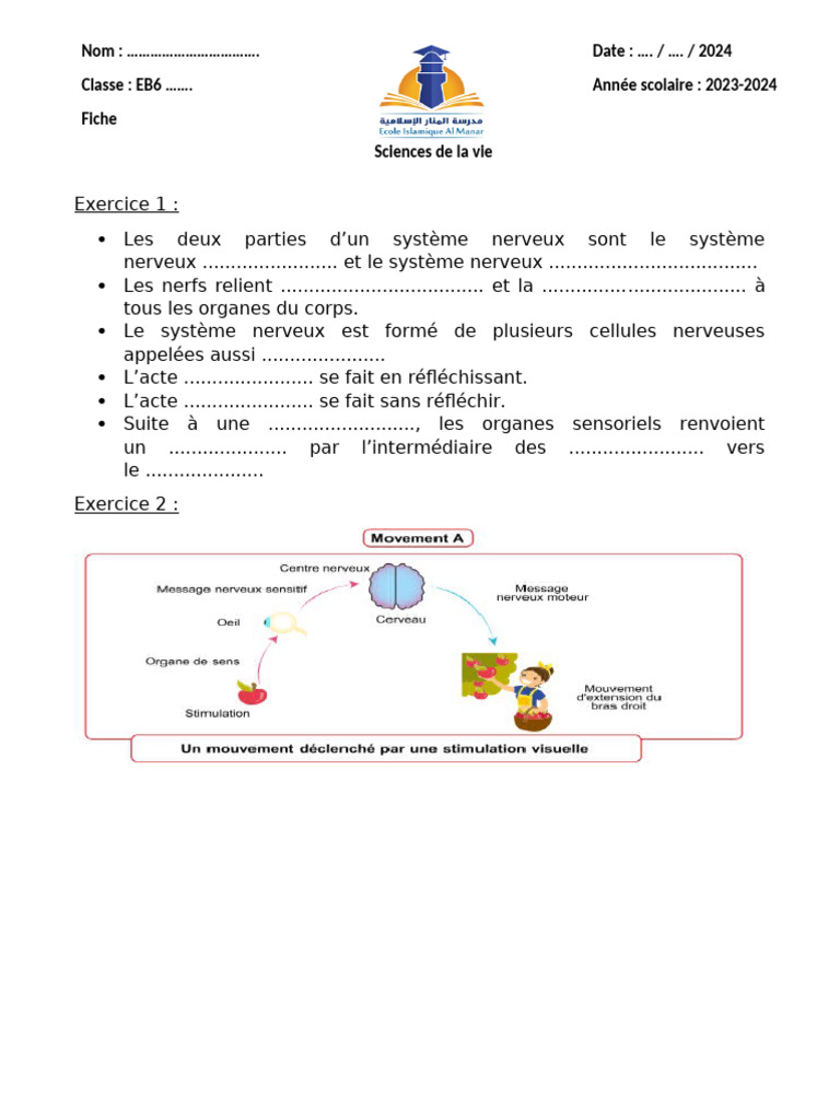 Eb6 Fiche S. Nerveux | PDF