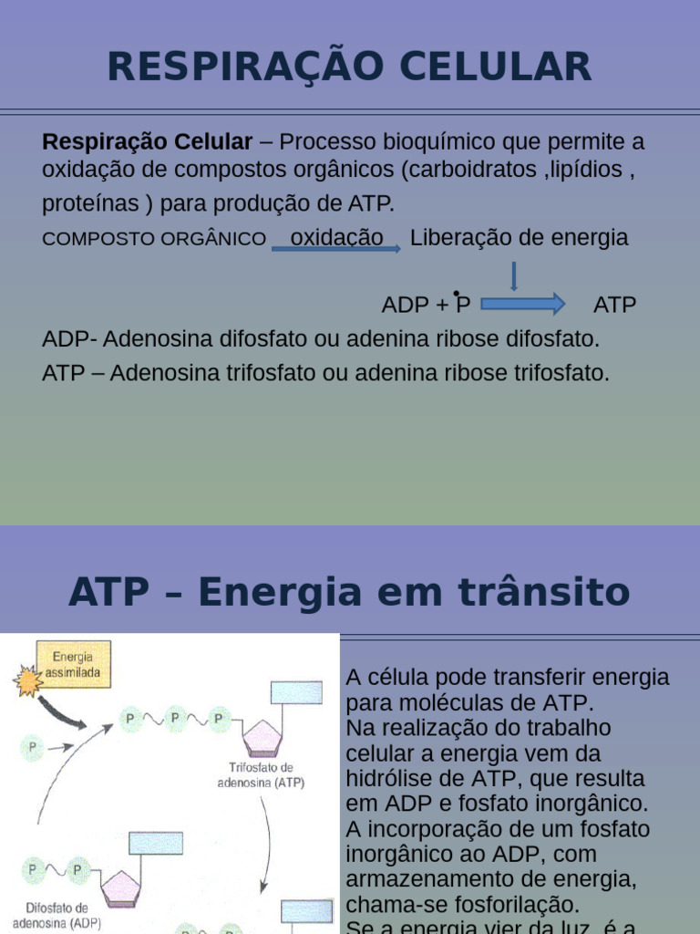 ATP E Vitaminas 20240514-170108 | PDF