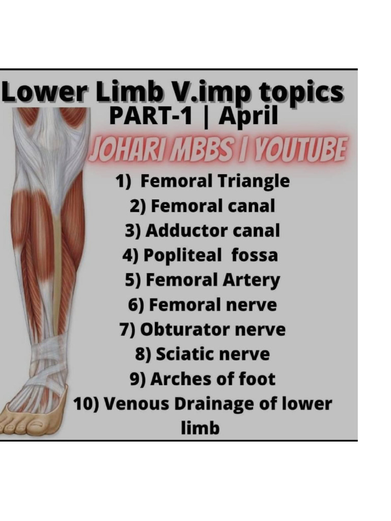Lower Limb Anatomy L Johari Mbbs | PDF