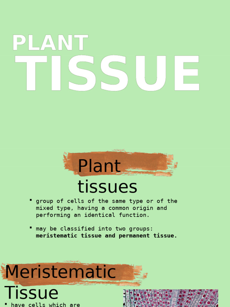 Plant Tissues.2 | PDF