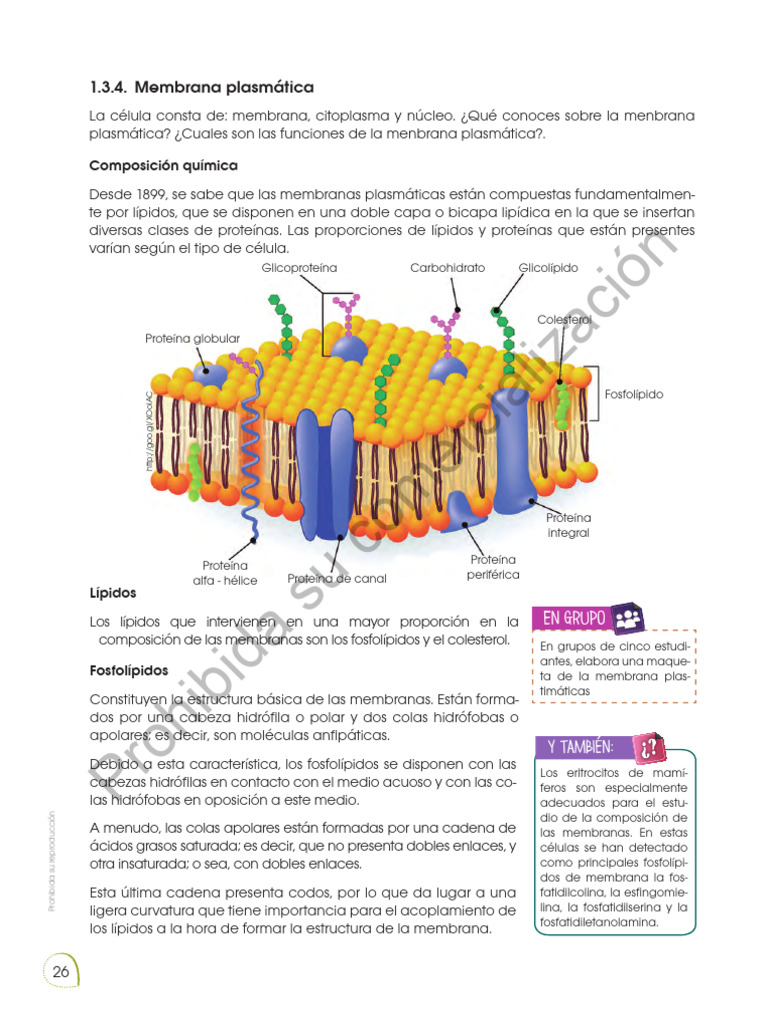 Extracted 8egb-Len-Mat-EESS-CCNN-F1 TEXTOS 2020VIRTUALES 1 | PDF