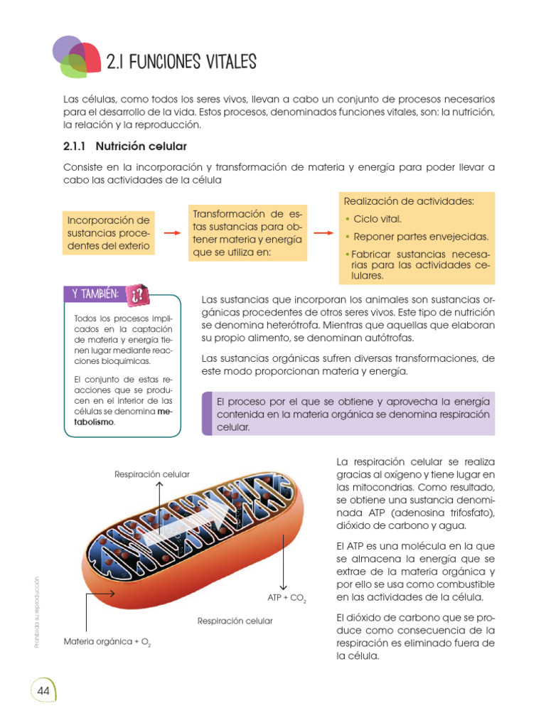 Extracted 8 - EGB - INTEGRADO - LYL - MAT - EESS - CCNN | PDF