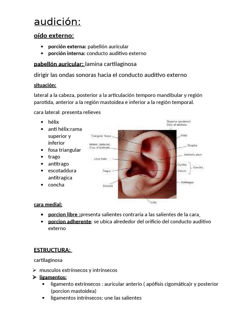 Audición | PDF