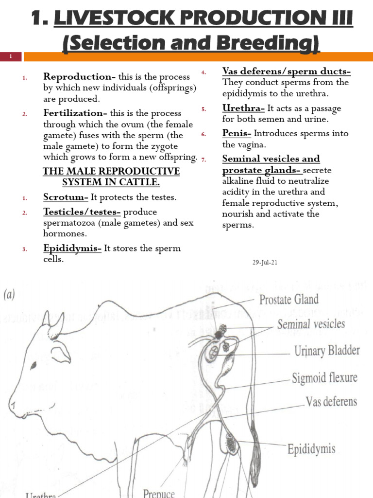 Form Three Agric Presentation | PDF