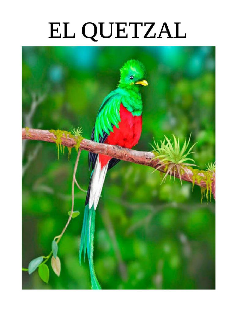 Quetzal H | PDF