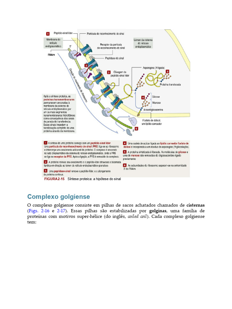 1653772406482+complexo de Golgi e Revestimento Vesicular - Junqueira e Carneiro - Estudo ...