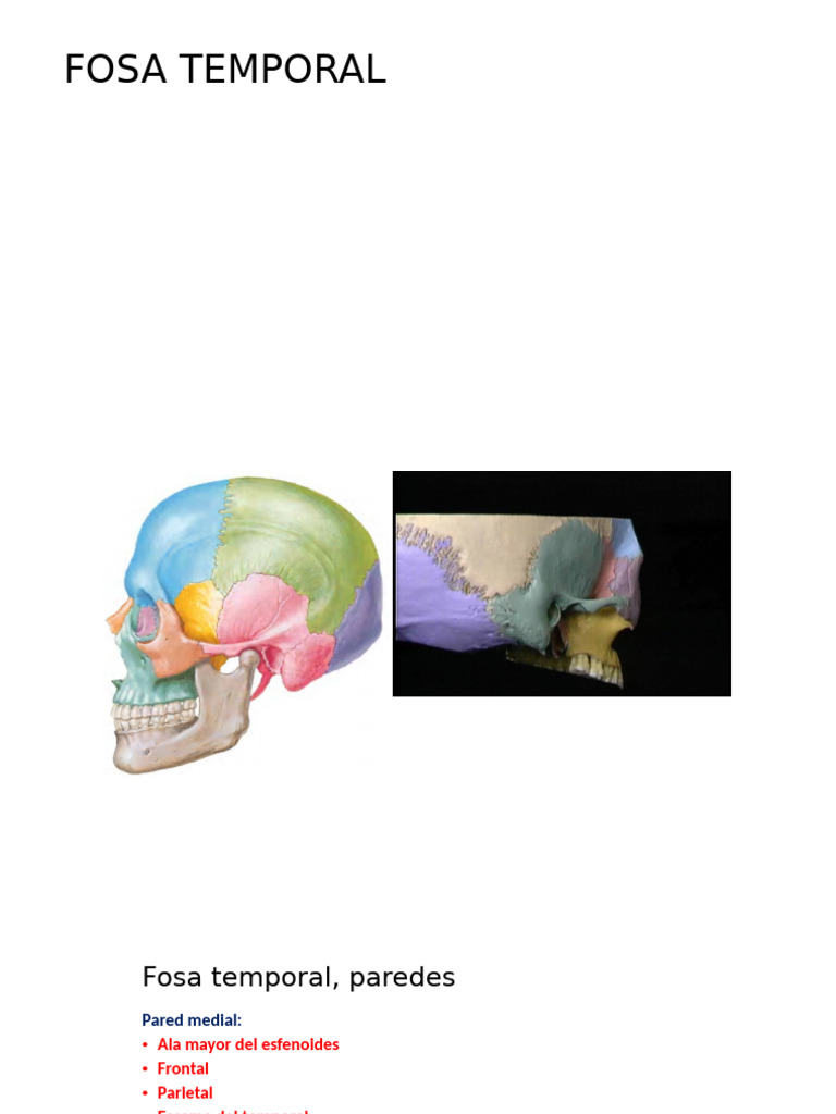 Fosa Orbitaria, Temporal | PDF