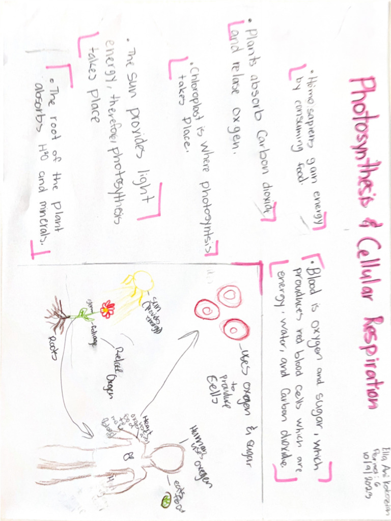 Observation Chart: Photosynthesis and Cellular Respiration | PDF