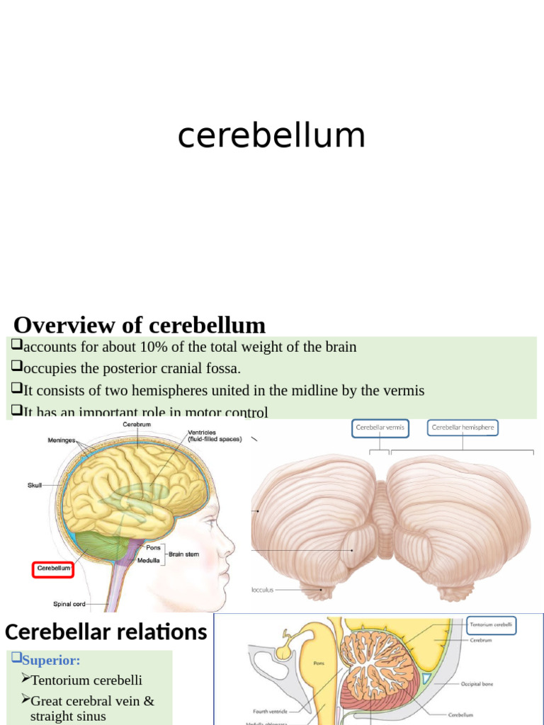 3 Cerebellum | PDF