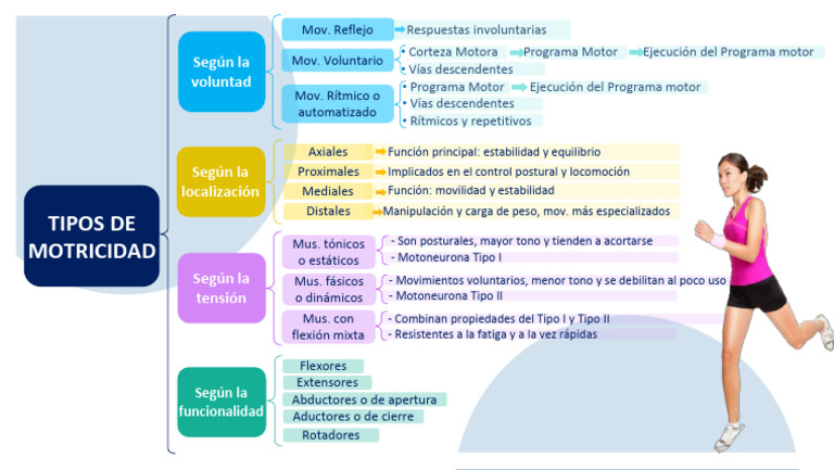 Tipos de Motricidad y Funciones | PDF