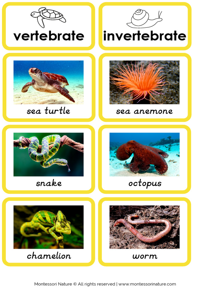Summer Vertebrate vs Invertebrate Montessori Nature Free Printable | PDF