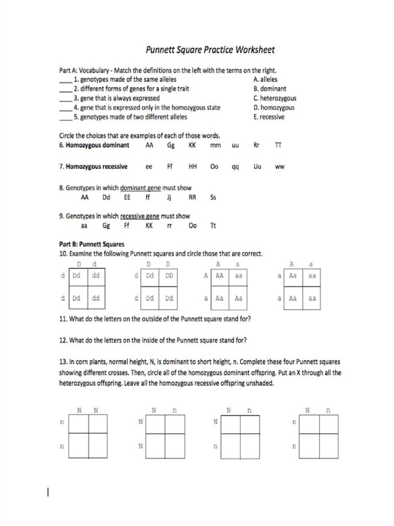 Punnet Square Practice | PDF