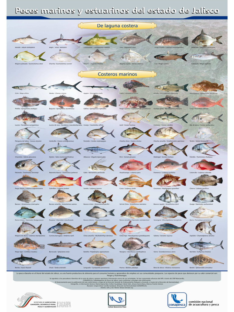 Cartel 5 Peces Marinos Estuarinos Edo Jalisco I 2005 | PDF