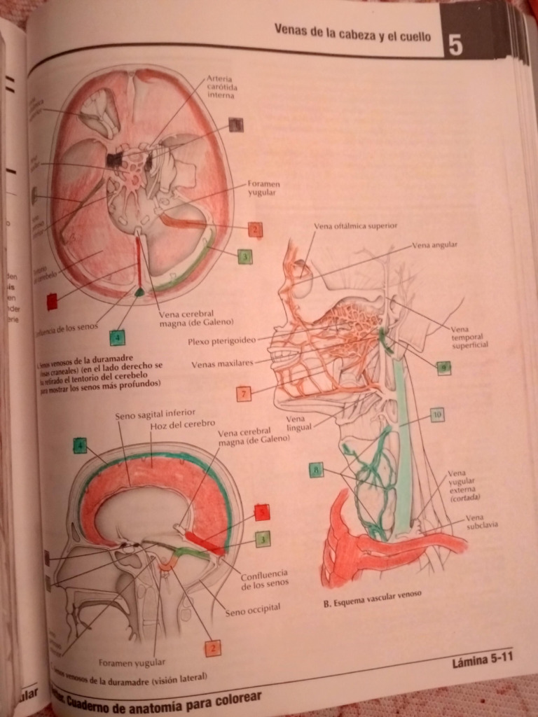 Anatomy | PDF