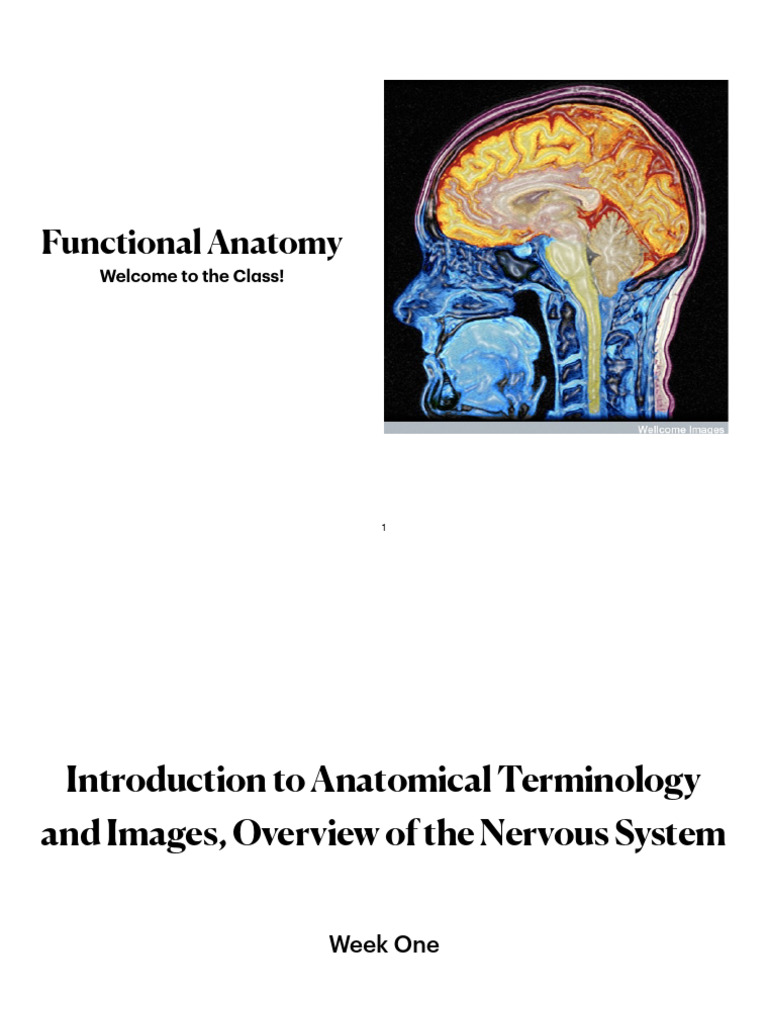 113 1 W1 Functional Anatomy Introduction Students | PDF