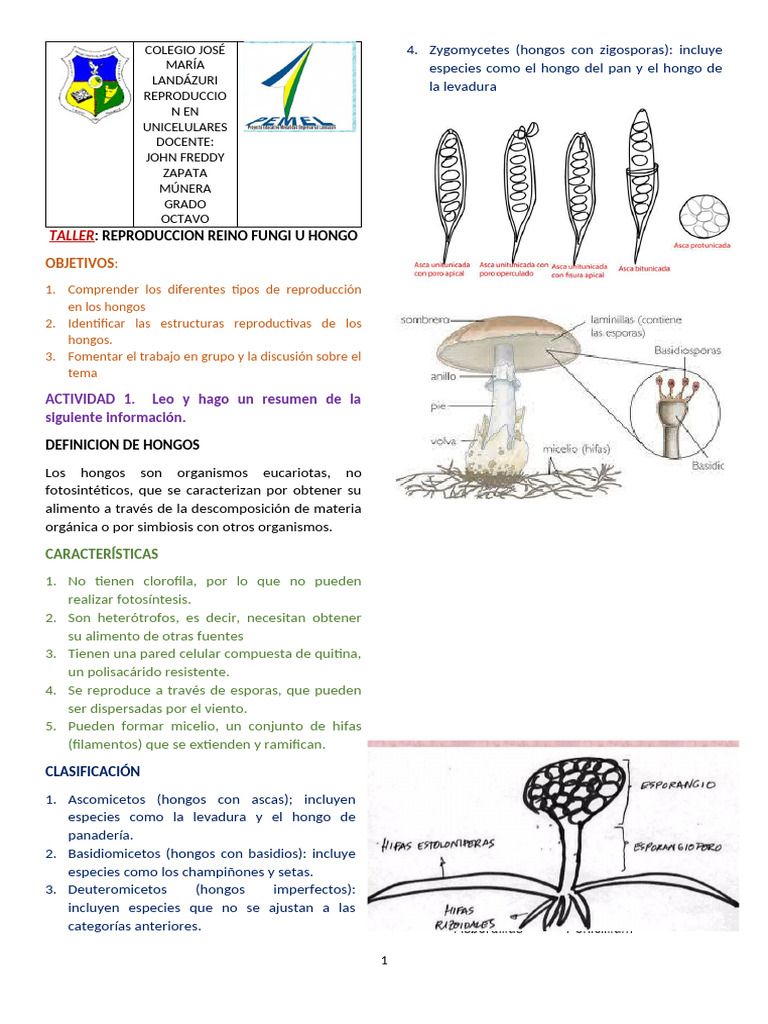 Reproduccion Reino Fungi U Hongo | PDF