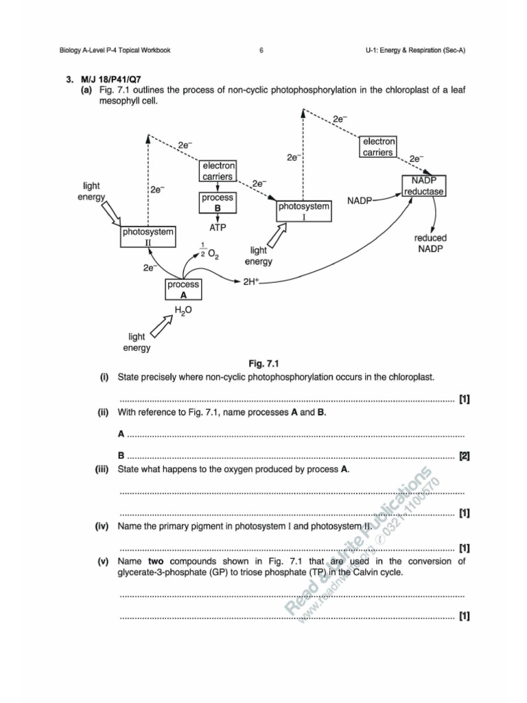 Photosynthesis Question Sheet | PDF