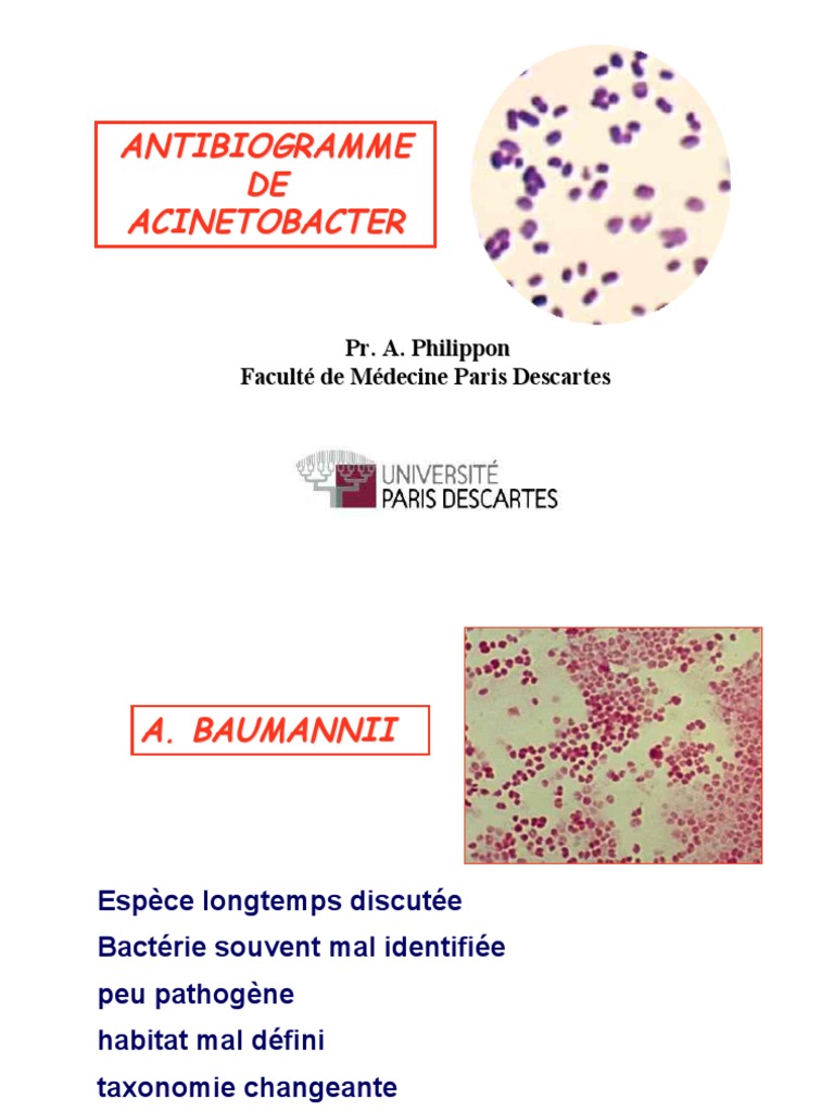 ANTIBIOGRAMME Et Acinetobacter | PDF | Antibiotiques | Prokaryota