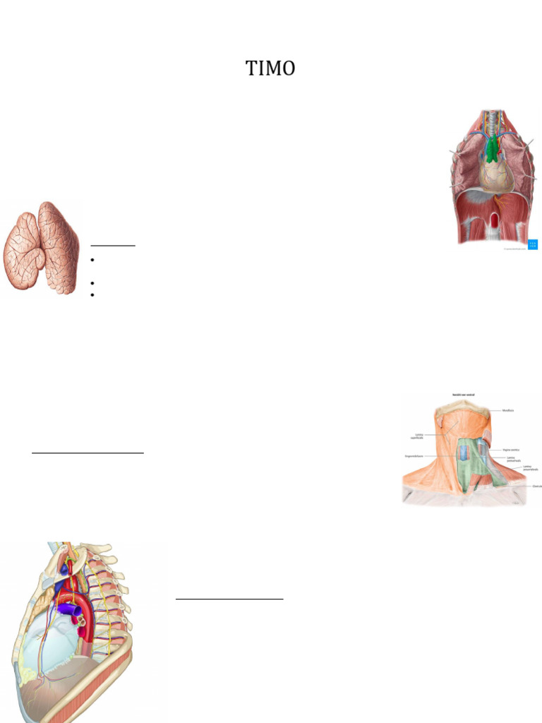 TIMO (anatomía) | PDF