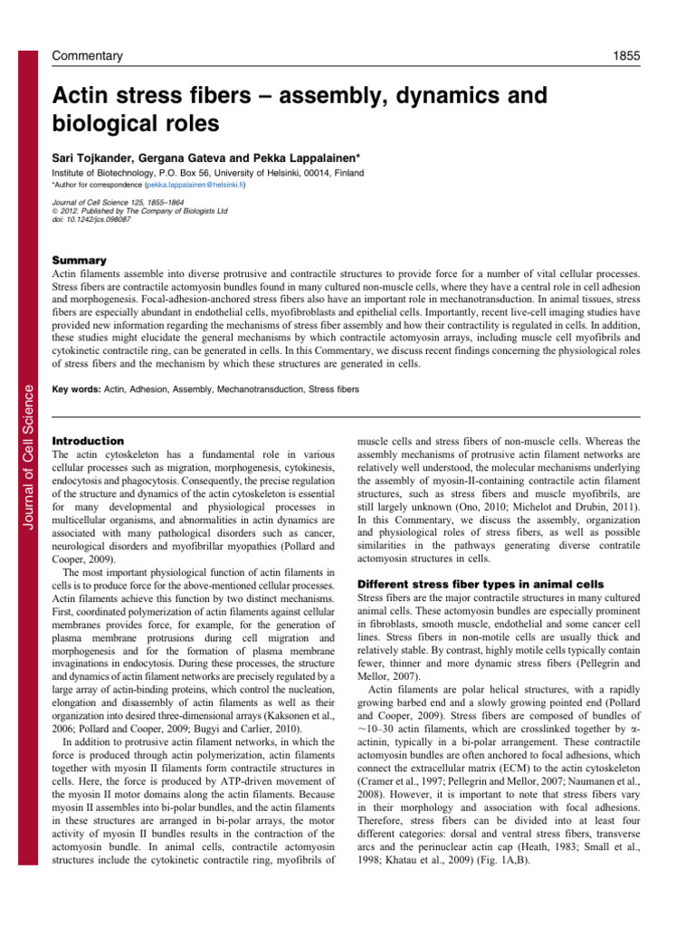Actin Stress Fibers Assembly, Dynamics and Biological Roles | PDF