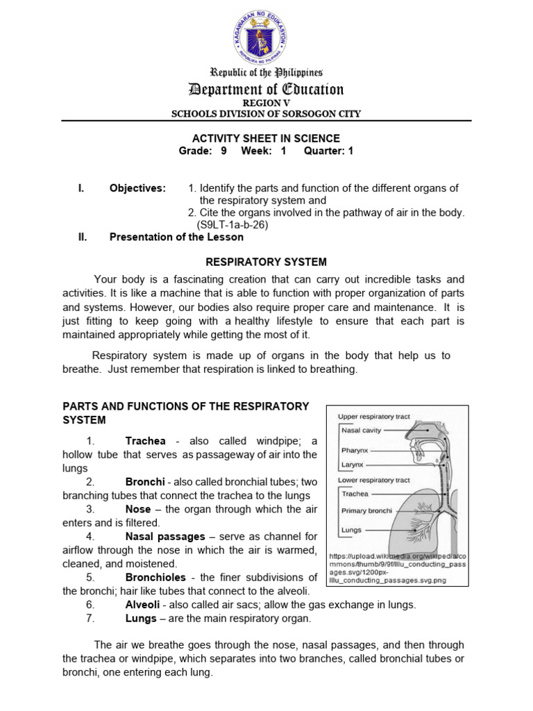 Grade 9 Respiratory System Activity Sheet | PDF | Respiratory System | Lung