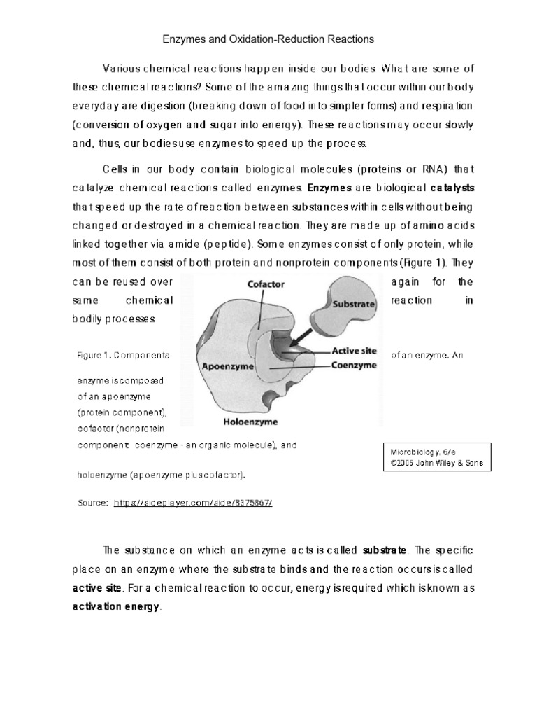 Enzymes Notes | PDF