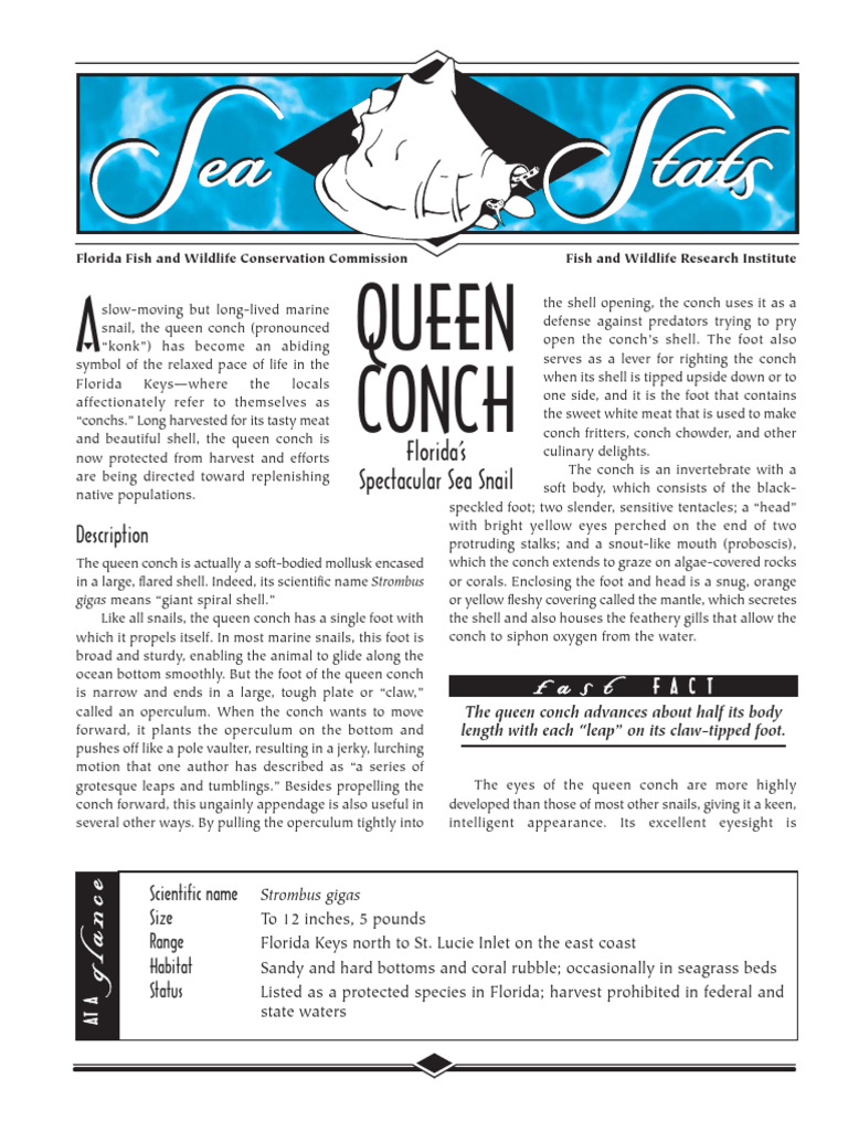 Queen Conch | PDF
