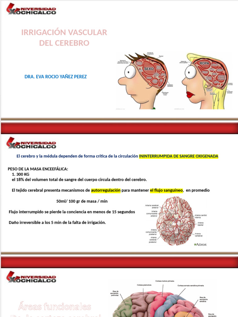Irrigacion Vascular Del Cerebro | PDF | Médula espinal | Cerebro