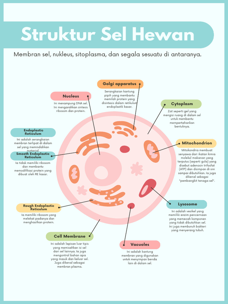 Animal Cell Structure | PDF